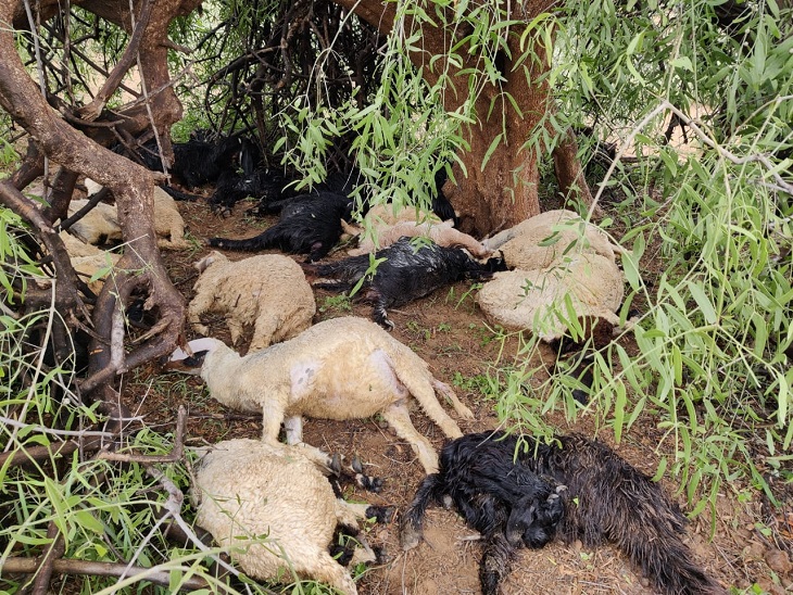 Sheep and goats died in Kotha village; took shelter under the tree in ...