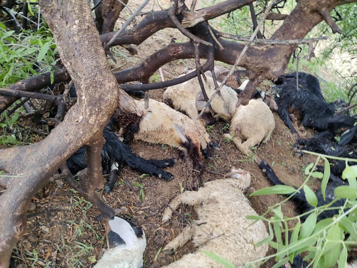 Sheep and goats died in Kotha village; took shelter under the tree in ...