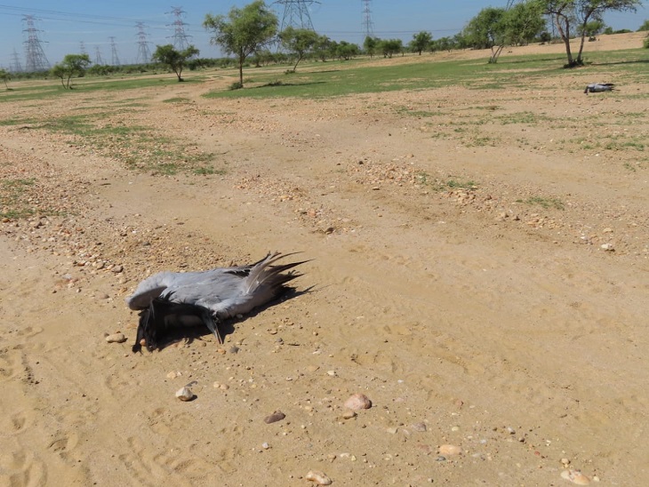 6 kurja birds died in two days after being hit by high tension line ...