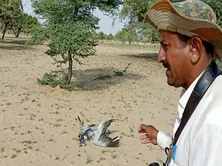 6 kurja birds died in two days after being hit by high tension line ...