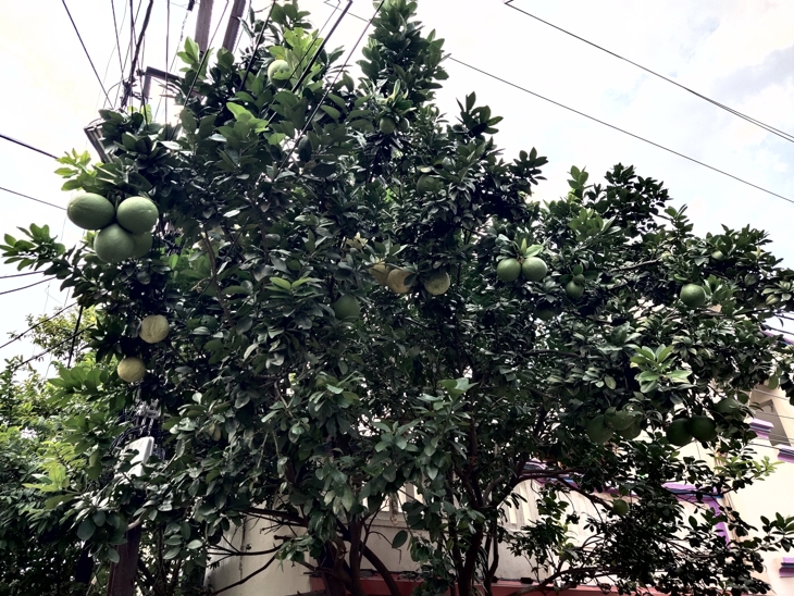 Bihar's Gagar lemon is the only tree in Indore, remains the center of ...