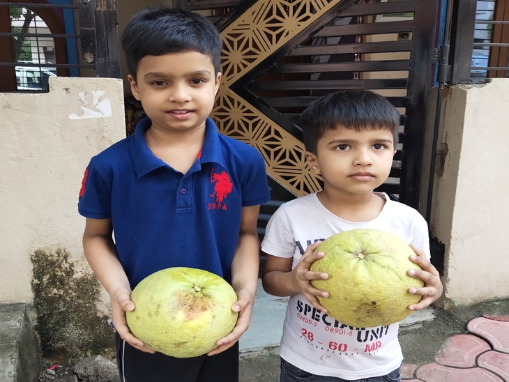Bihar's Gagar lemon is the only tree in Indore, remains the center of ...