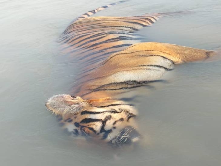 Post-mortem report revealed, death due to drowning in water; Tiger's ...