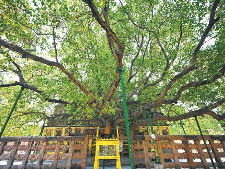 The first sapling of the Bodhi tree in Bodh Gaya was planted at ...