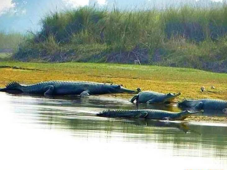 In this beautiful forest of Bahraich, 34 elephants, 32 tigers and 270 ...