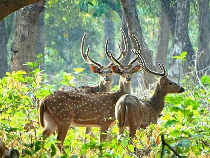 In this beautiful forest of Bahraich, 34 elephants, 32 tigers and 270 ...