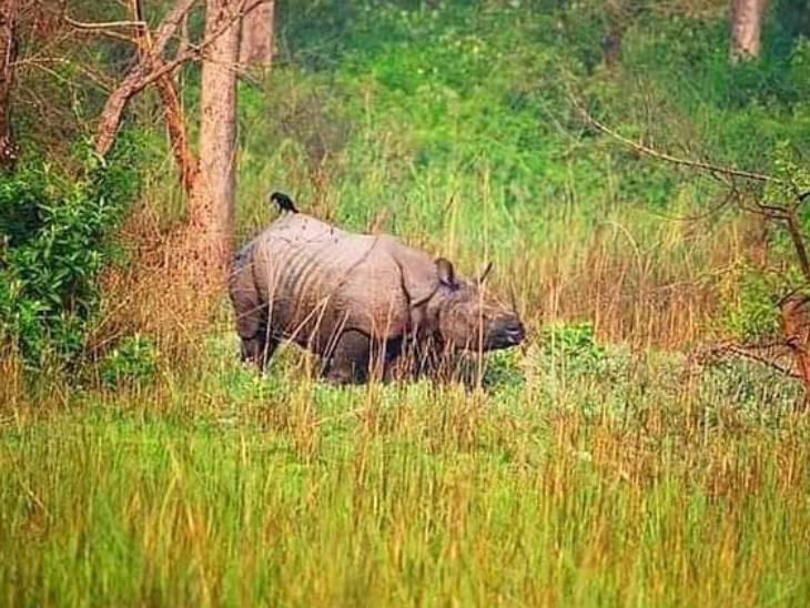 In this beautiful forest of Bahraich, 34 elephants, 32 tigers and 270 ...
