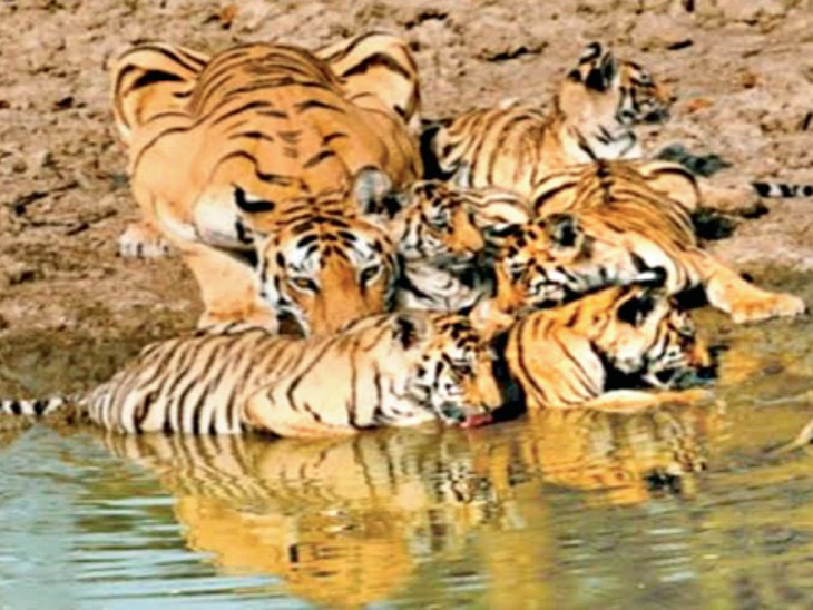 In the footsteps of the mother-collared tigress, the tigress with ...