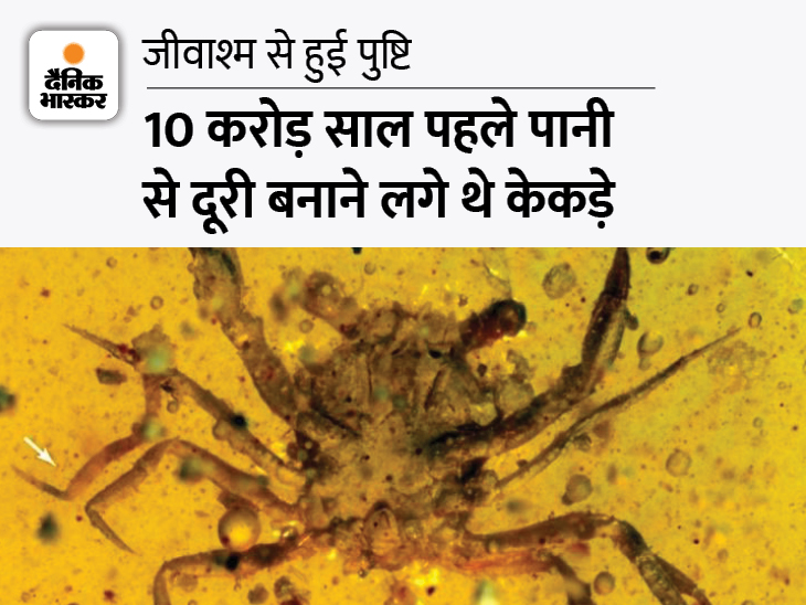 100 million year old crab found in Myanmar, eyes, mouth and hair intact ...