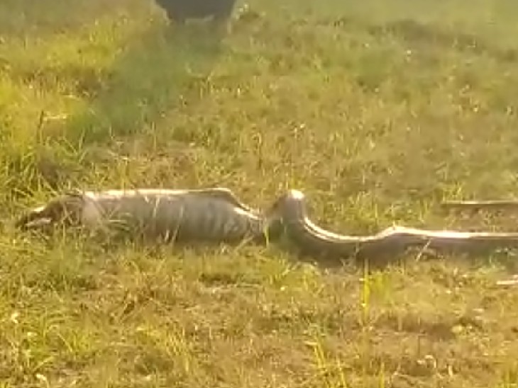 The python was sitting in the field after swallowing the jackal, when ...