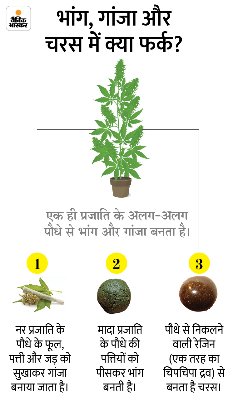 Ganja Banned; All About India Drug Laws and Punishment and Himachal Pradesh Kasol Charas Bhang ...