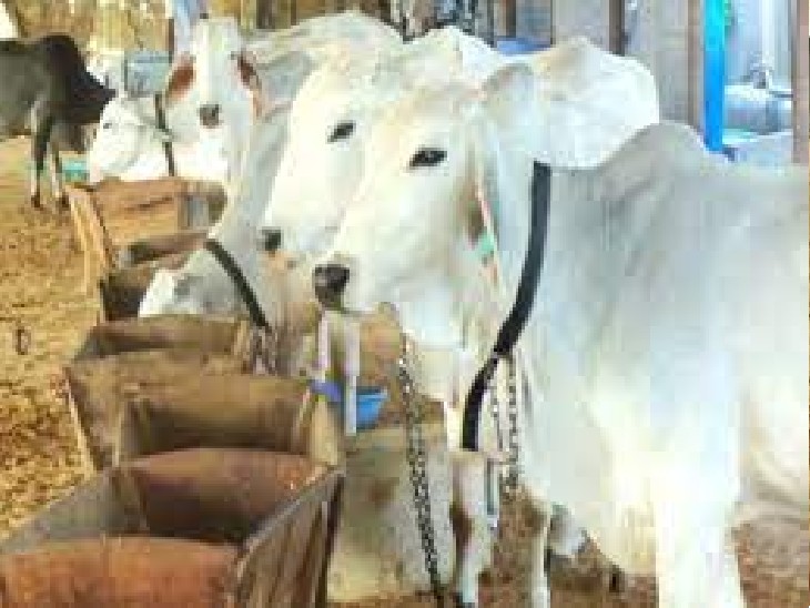 Cow cess on liquor, stamp duty earned 2,000 crores | राजस्थान सरकार की ...