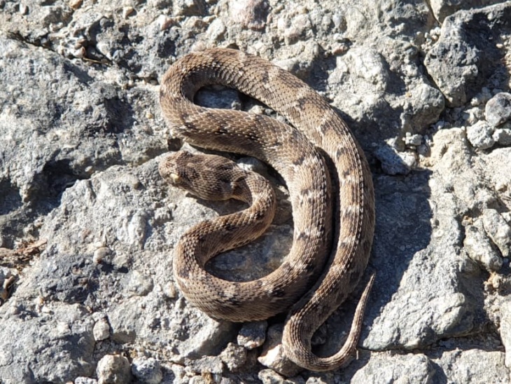 Saw-scaled viper snake entered the Delwara Jain Temple office, rescued ...