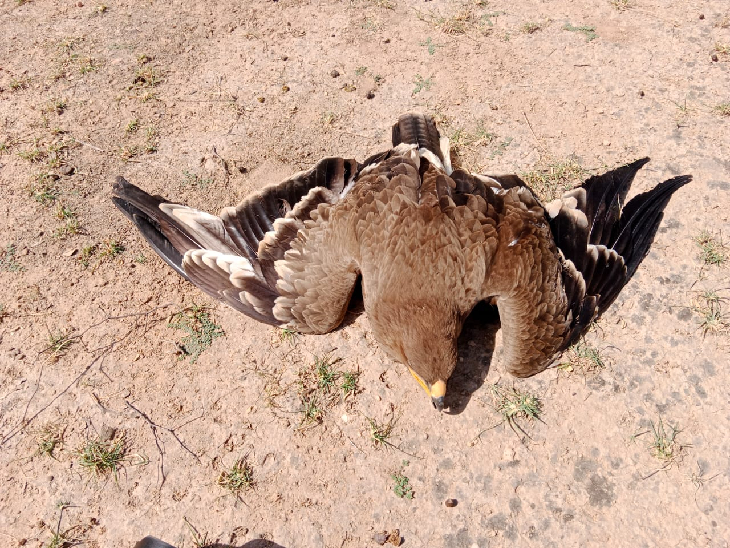 death of two kurja and a national bird peacock; People are hurt by the ...
