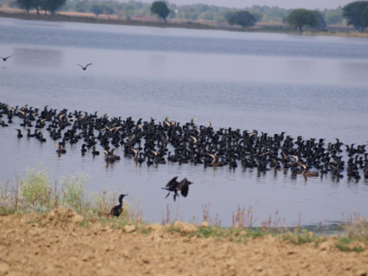 Migratory birds coming due to the increase of 19 feet of water and fish ...