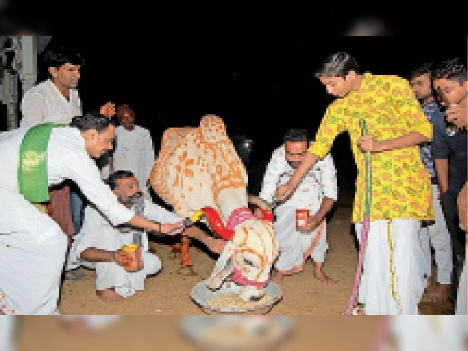 On Roop Chaturdashi, cows applied henna, made up | पर्व की तैयारियां ...