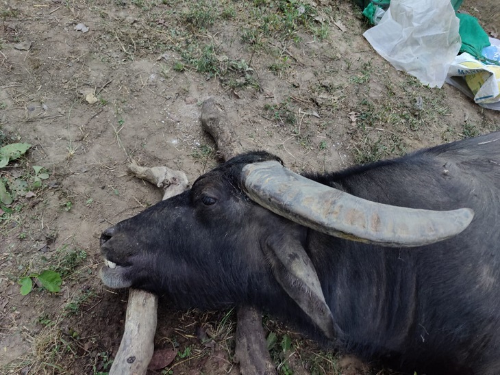 Chhattisgarh State Animal Forest Buffalo Death At Udanti Sitanadi Tiger ...