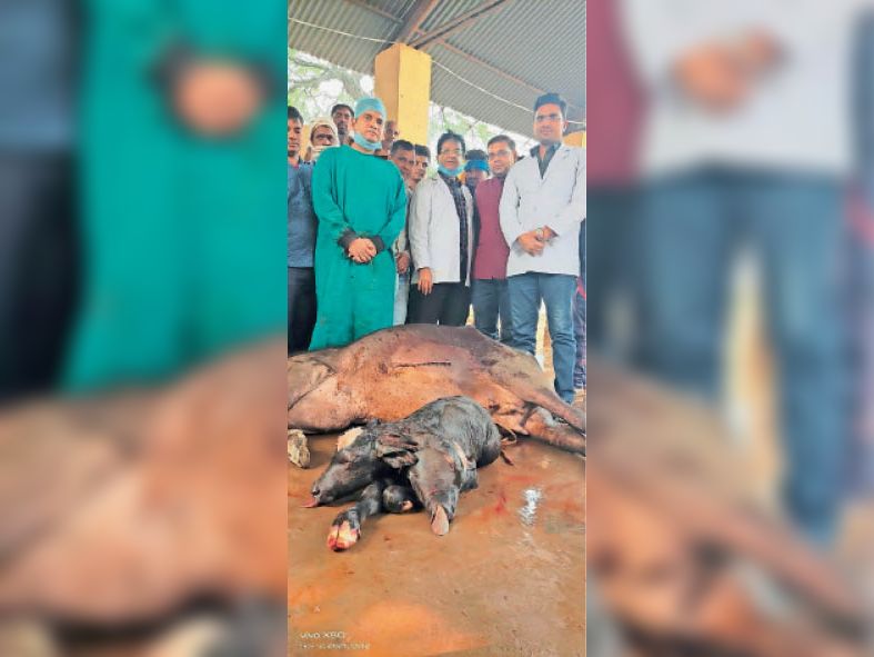 Buffalo gave birth to a dead fetus with two heads and four ears | पशु ...