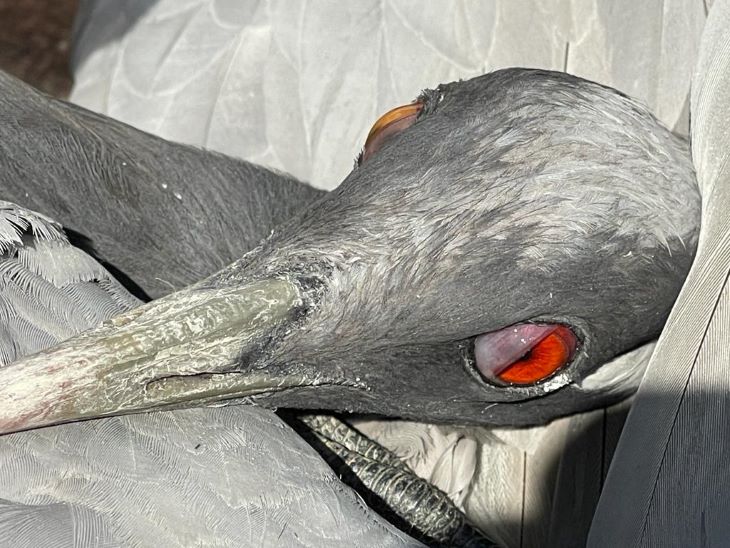 Bird flu spreads like corona, caution is necessary, more concern over ...