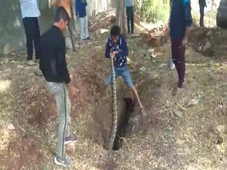 10 feet long python found when dug from JCB, weighing 50 kg | 10 फीट ...