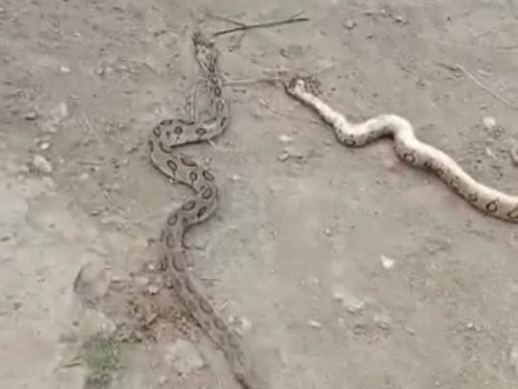 Russell belonged to the Viper species, mistaking it as a python | सांप ...