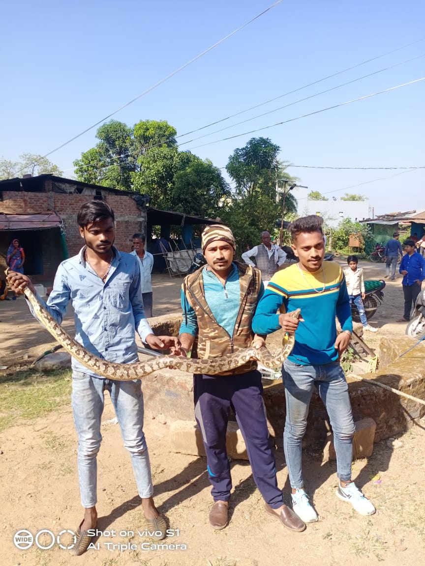 Rescue of 5 feet python in half an hour from 35 feet deep well in ...