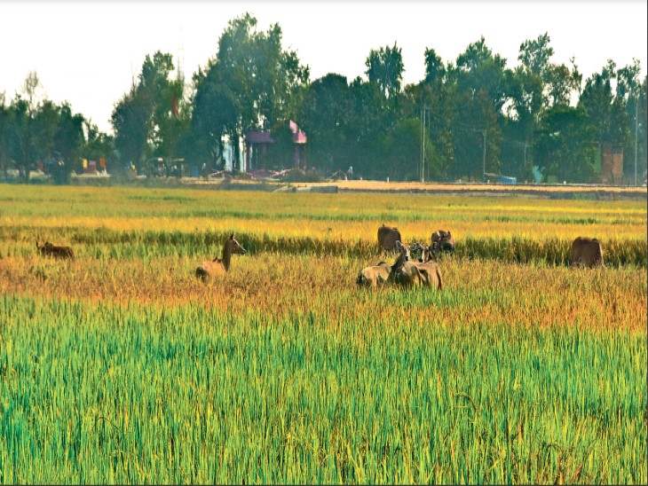 The crop was left…E Ghodparas, our entire fields were devastated; Stays ...