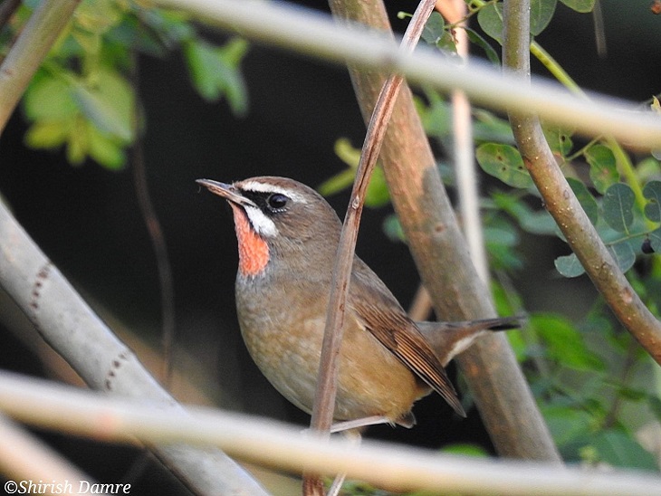 Bird lovers caught on camera, migratory birds come to Africa and the ...