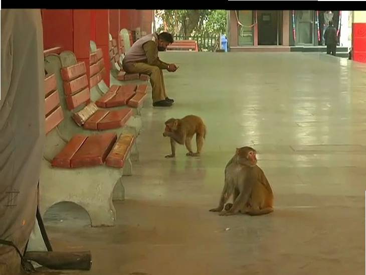 Forest Department's unique experiment to get rid of monkeys under ...