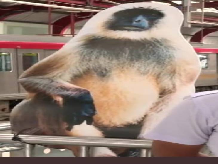 Forest Department's unique experiment to get rid of monkeys under ...