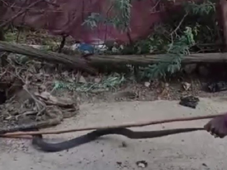 The snake was roaming in the colony for the last several days, the ...