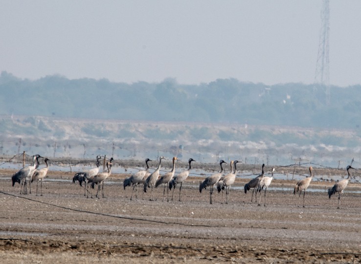This time more than 3 lakh migratory birds of more than 25 species ...