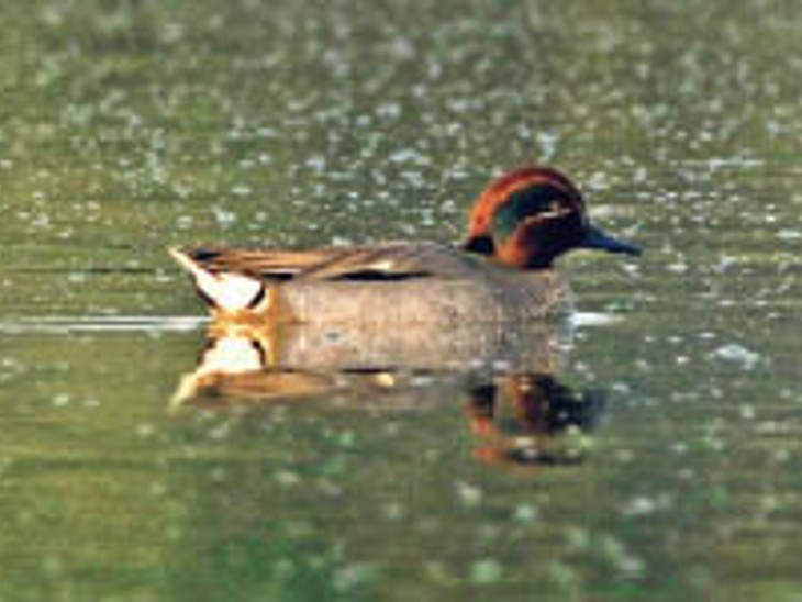 Mewar tour of foreign birds; These are still chirping on major ...