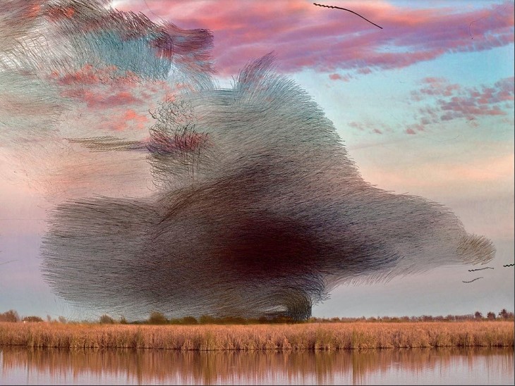 Bird of a Thousand Sparrows - The tusks of starlings of the myna ...