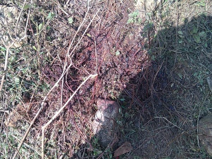 Killed by electrocution in the field, cut it with an ax and sold 70 kg ...
