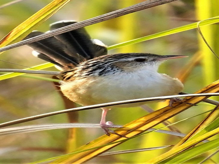 Haiderpur Wetland became the home of migratory birds Rare species of ...