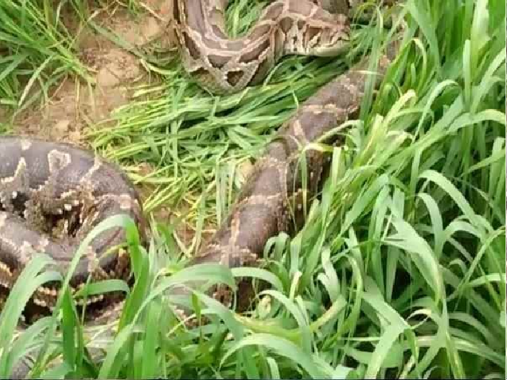 Seeing a 15 feet python on the bund of the farm, the female patwari ...