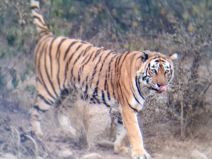 Thousands of tourists are arriving daily before Thirty First, Tiger's ...