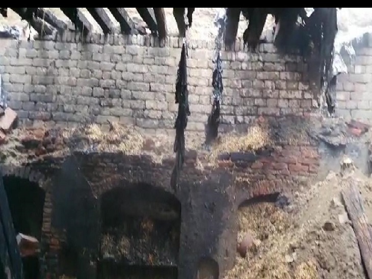 Two milch buffalo died of scorching due to fire during night, loss of ...