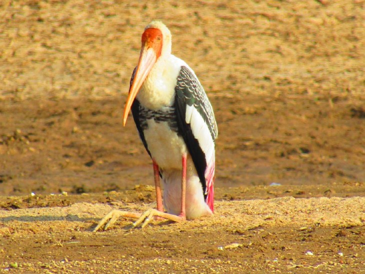 The calm natured painted stork came with his family, tourists are ...