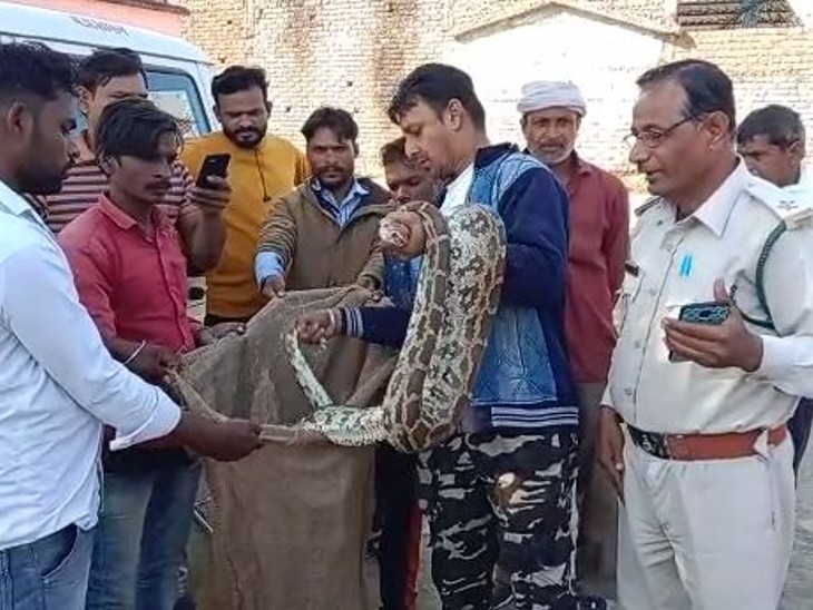 13 feet long and 25 kg python was rescued by tying it to a cot, rescue ...