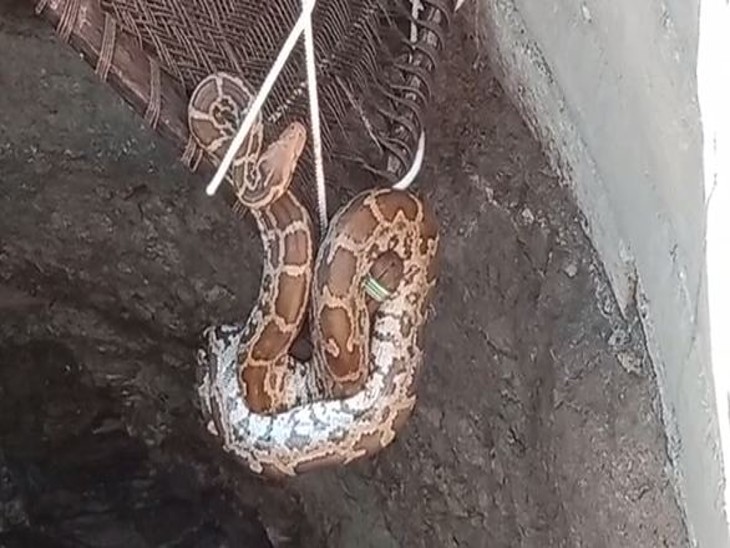 13 feet long and 25 kg python was rescued by tying it to a cot, rescue ...