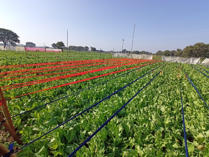 Farmers are doing new innovations to save opium crop, security raised ...