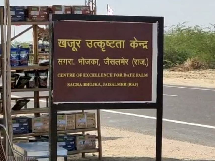 India's largest date farm, established 13 years ago in Bhojka village ...