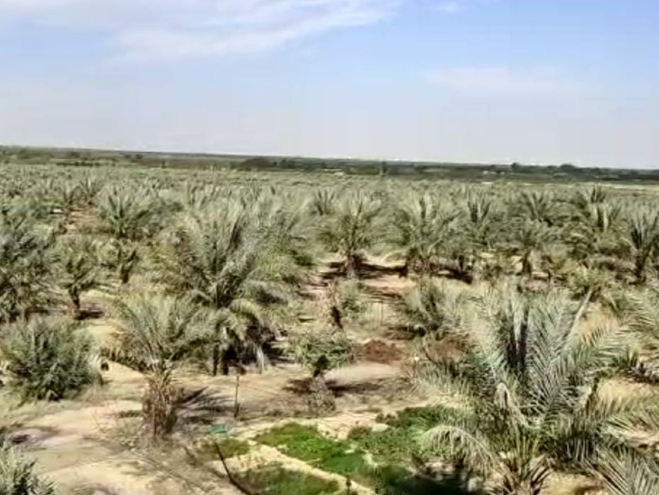 India's largest date farm, established 13 years ago in Bhojka village ...