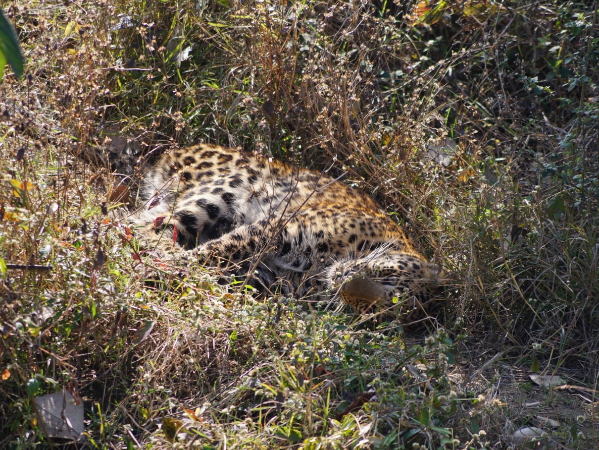 Sick leopard dies during rescue, management performed last rites | पेंच ...