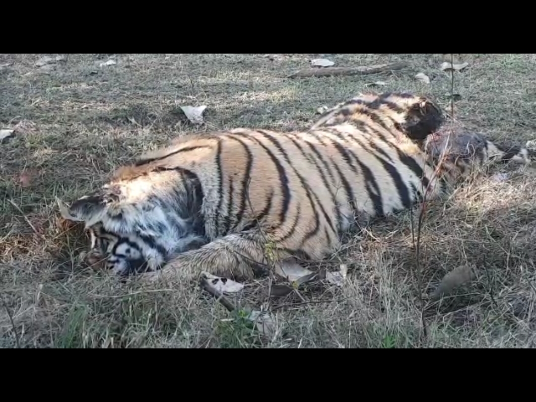 Tiger's dead body found in Badhavgarh Tiger Reserve in suspicious ...