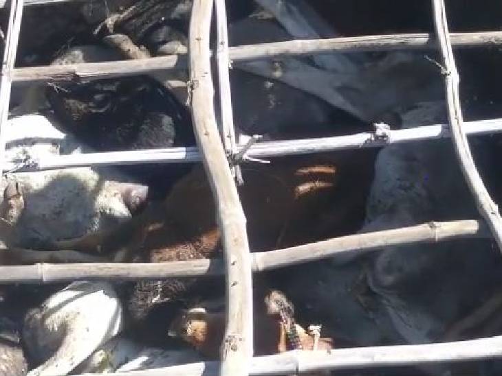 JCB driver's claim: Digging a pit 9 feet deep and buried the carcasses ...