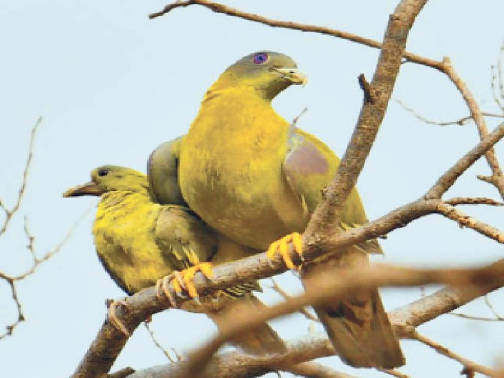 Harial birds have started appearing in Ajmer, i.e. green pigeons, this ...