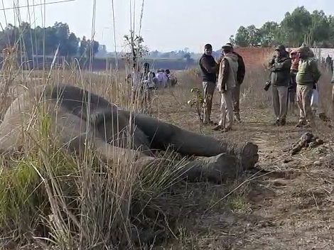 The elephant of Mohand range of Shivalik forest division came in the ...